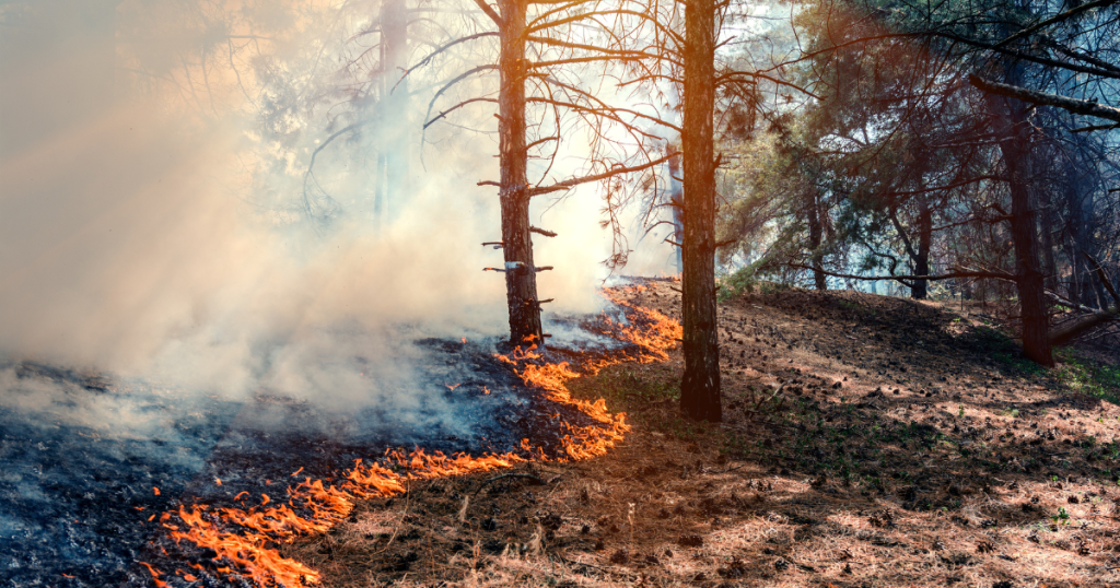 Complete Guide to Fire Protection with Fuel Breaks | Prescott AZ